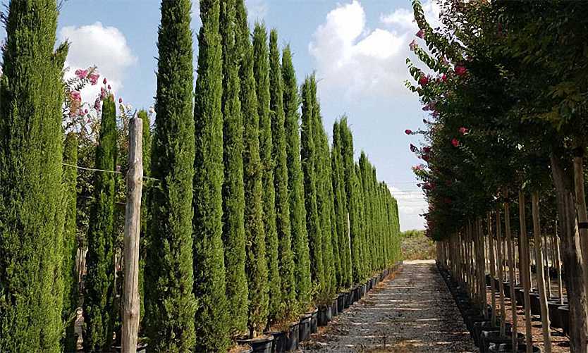 درخت سرو شیراز | Cupressus sempervirens | SACo. Landscape | ساکو ...