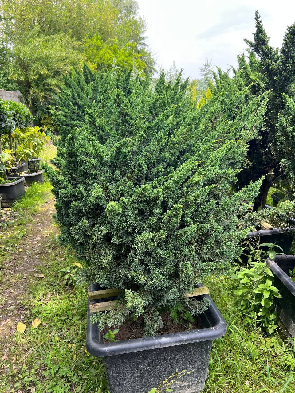 جونی پروس دم روباهی | Juniperus spp | SACo. Landscape | ساکو لنداسکیپ ...